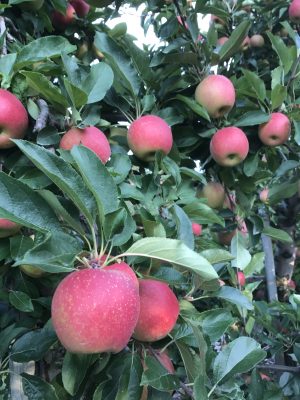 Boston MA Area Family Farm and Apple Picking Orchard – Parlee Farms