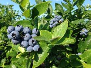 Boston MA Area Family Farm and Apple Picking Orchard – Parlee Farms