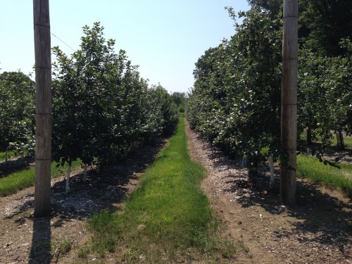 The Benefits of a Tall Spindle Planting System for Apples