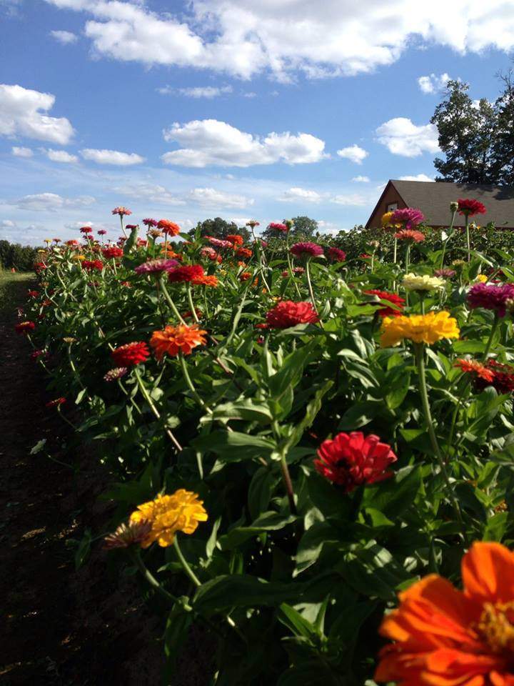 How to Grow Zinnias in Your Garden