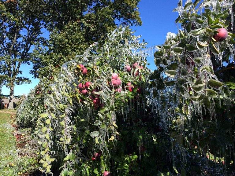 Frost Protection – a critical component of fruit farming