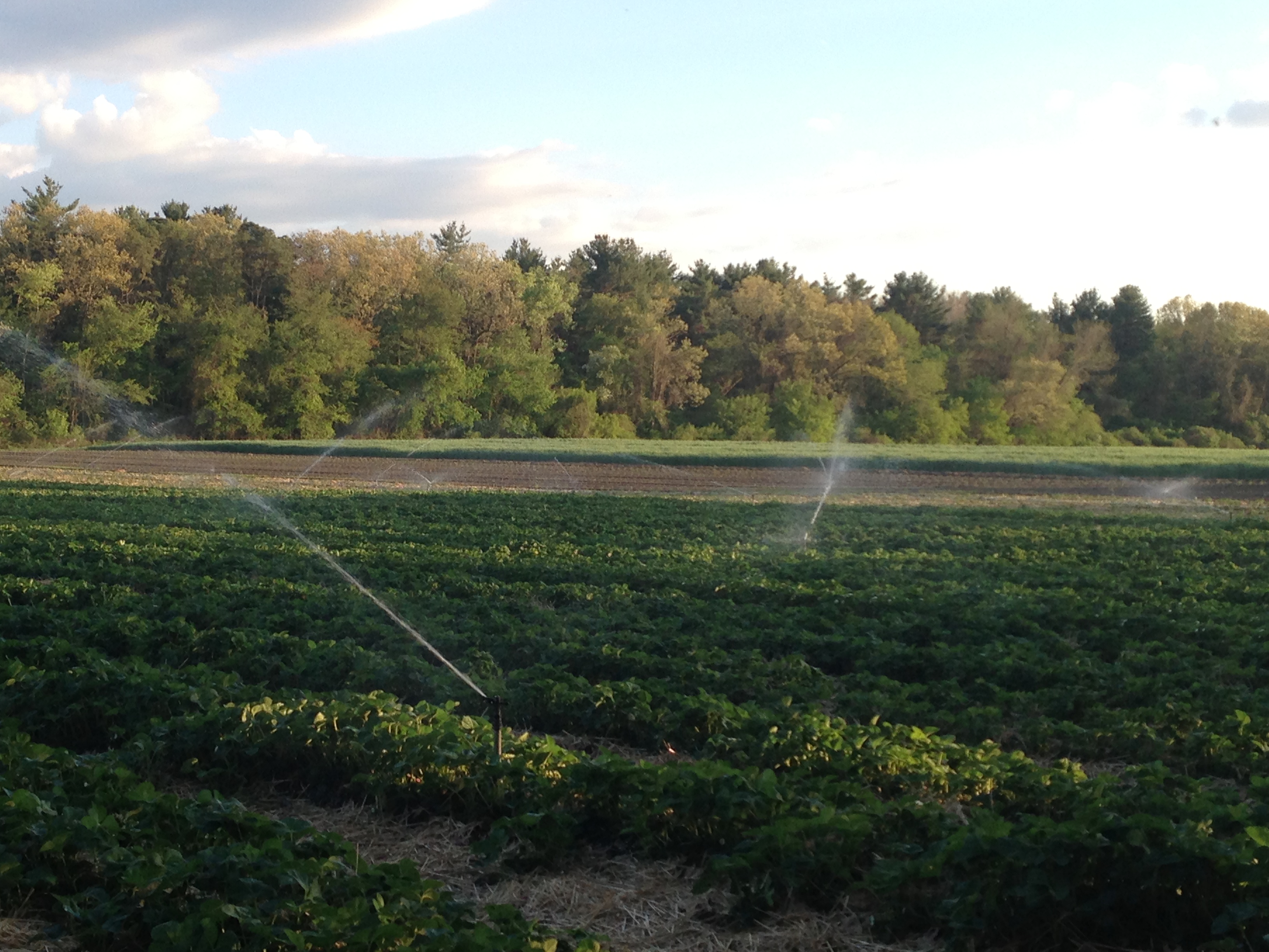 Frost Protection – a critical component of fruit farming