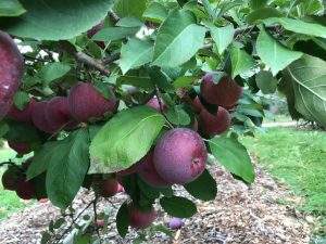 Parlee Farms Current Picking Conditions updated daily