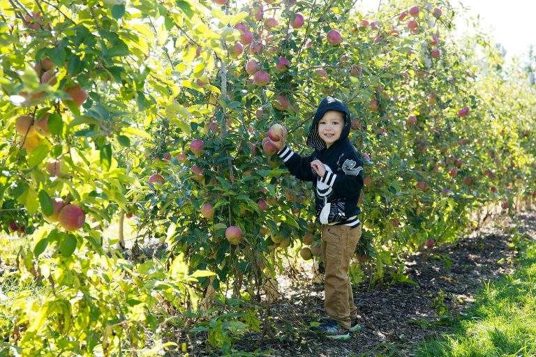 Apple Picking Farm in the Lowell MA Area – Parlee Farms