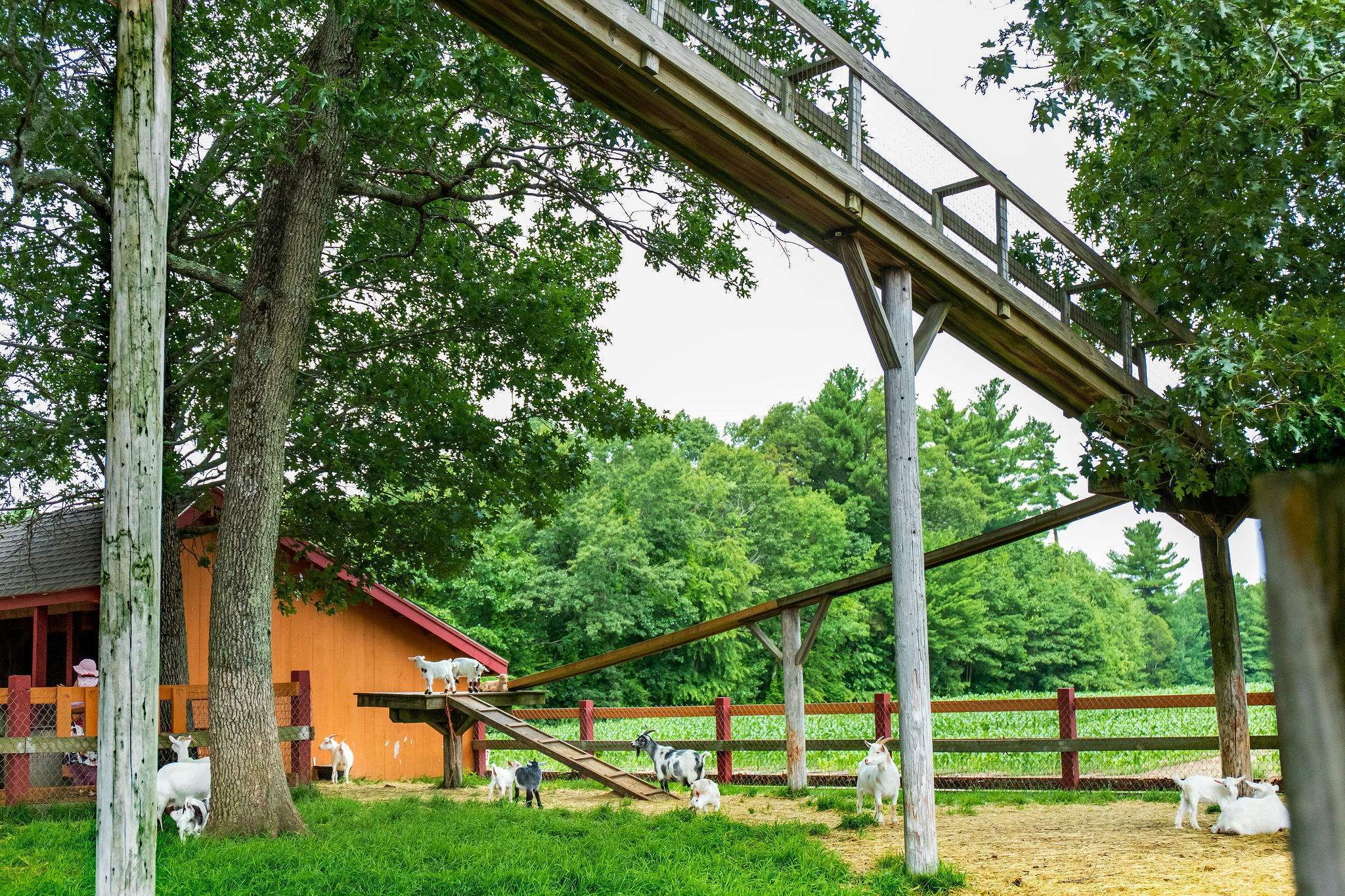 Lowell MA Area Petting Farm and Barnyard Animals – Parlee Farms