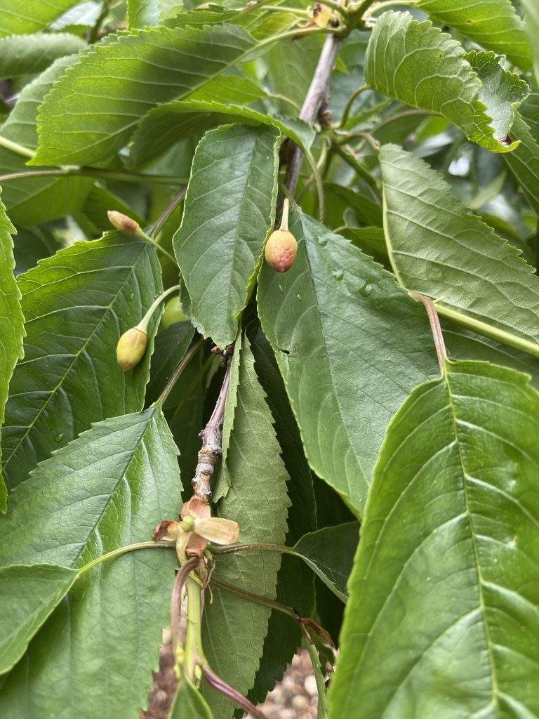 Cross Pollination – What it Means for Our Cherry Crops