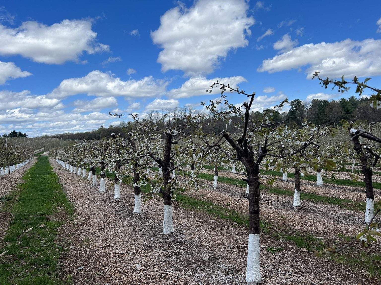 Cross Pollination – What it Means for Our Cherry Crops