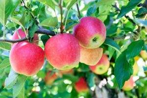 Parlee Farms Current Picking Conditions updated daily