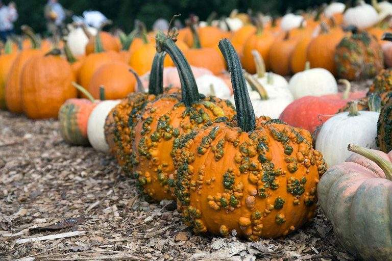 Parlee Farms Current Picking Conditions updated daily