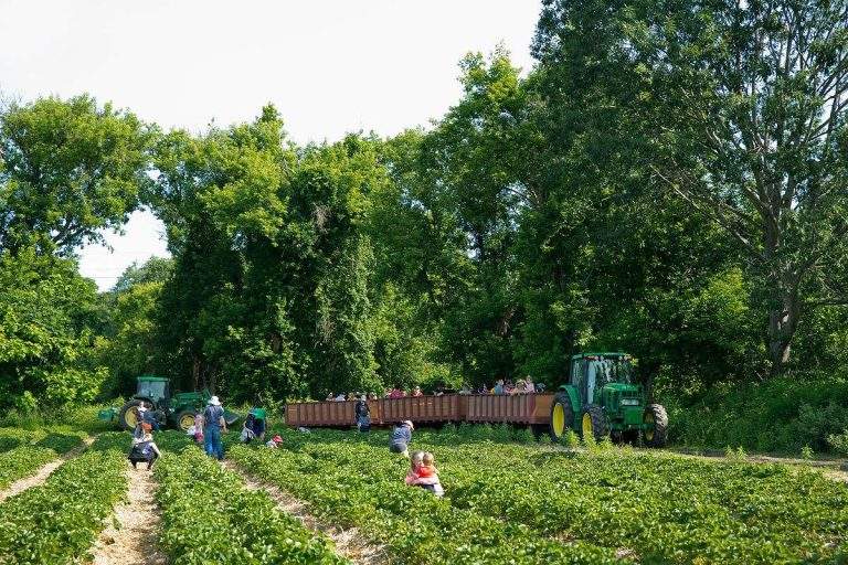 Boston MA Area Strawberry Picking Farm – Parlee Farms