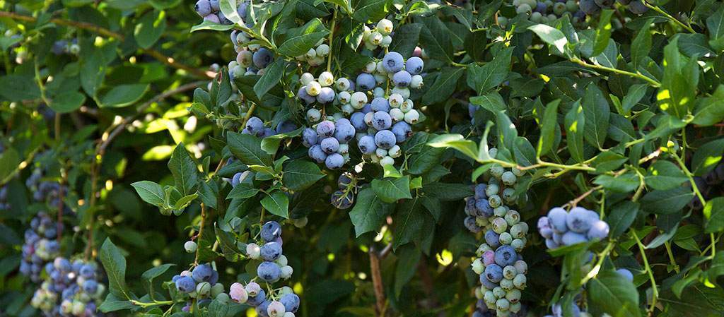 All About Our Blueberries - FAQ - Parlee Farms