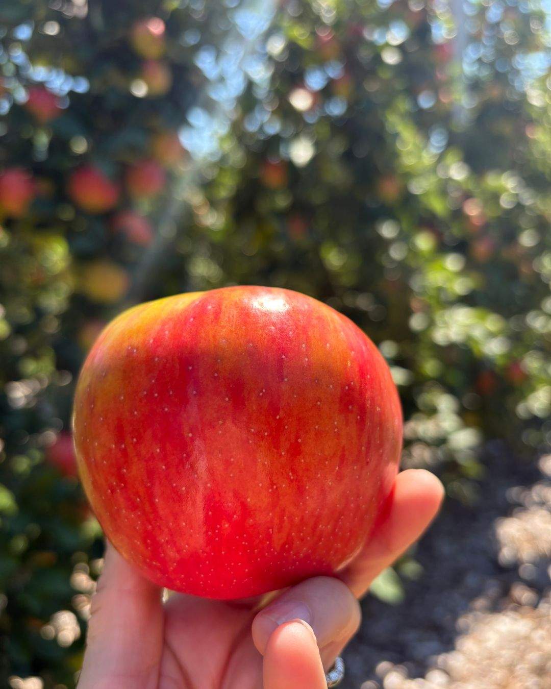 Parlee Farms Current Picking Conditions updated daily