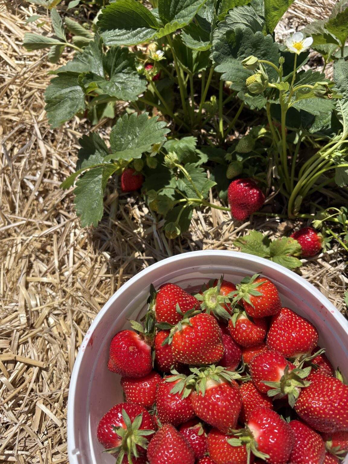Strawberry Varieties for 2026 at Parlee Farms - Parlee Farms